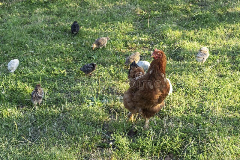 498 Nurse Countryside Stock Photos - Free & Royalty-Free Stock Photos ...