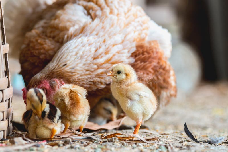 Baby chickens stock photo. Image of affection, group - 31299360