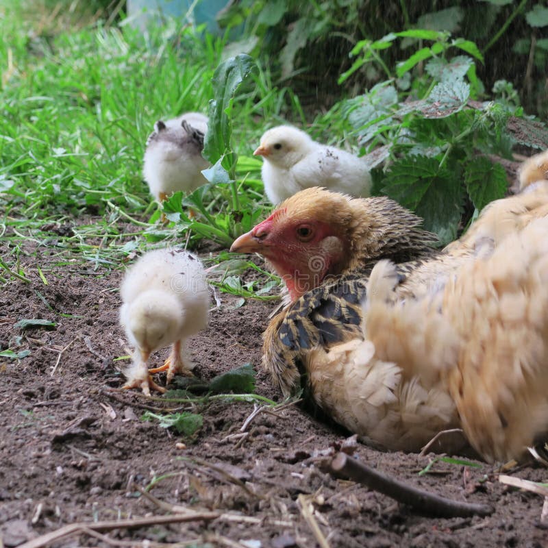 Hen and chicks stock photo. Image of family, funny, drawing - 56354656