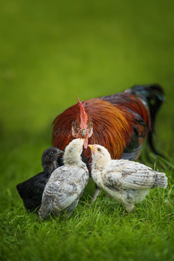 Hen with Chicks in a Meadow Stock Photo - Image of chicks, feather ...