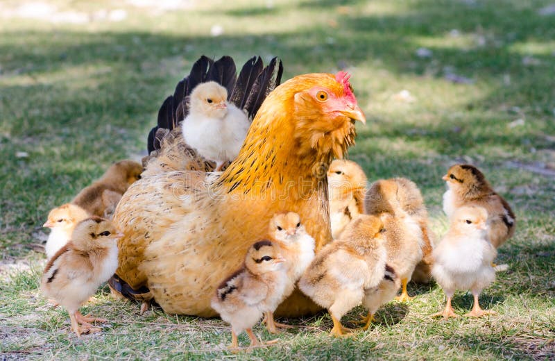 Mother Hen Protecting Chicks ðŸ ¥ on Grass Stock Photo - Image of green ...