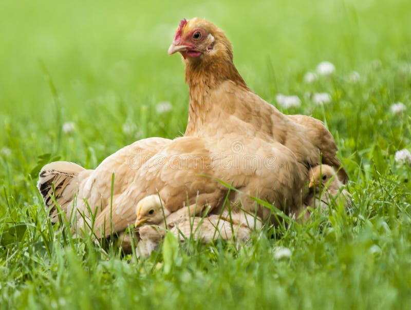 Mother Hen Hiding Young Chicks Under Her Wings Stock Image - Image of ...