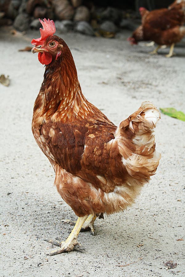 Brown Hen stock image. Image of actual, domestic, hens - 46298449