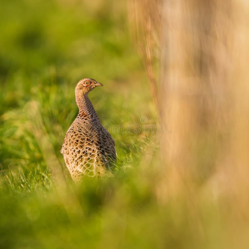 Hen of Common Pheasant, Ring-necked Pheasant, Phasianus Colchicus Stock ...