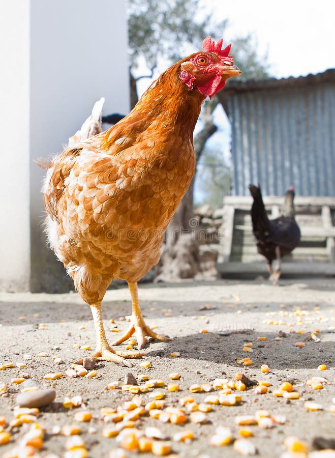 Hen and corn stock image. Image of nature, farm, ranch - 51489561