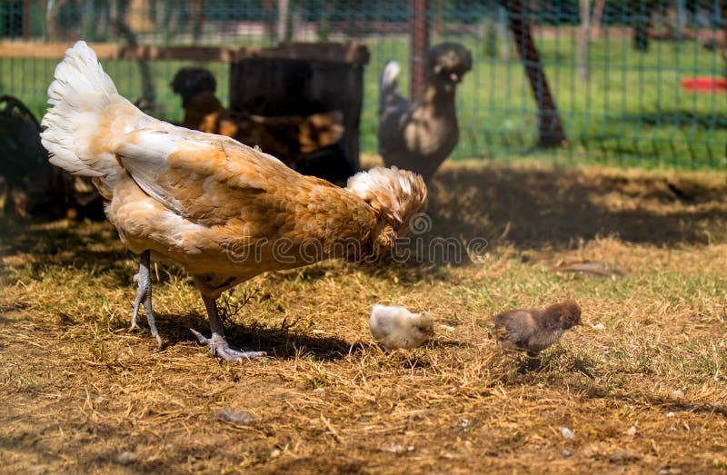 Hen with Crest and Two Chicken Stock Image - Image of beige, cute: 66419977