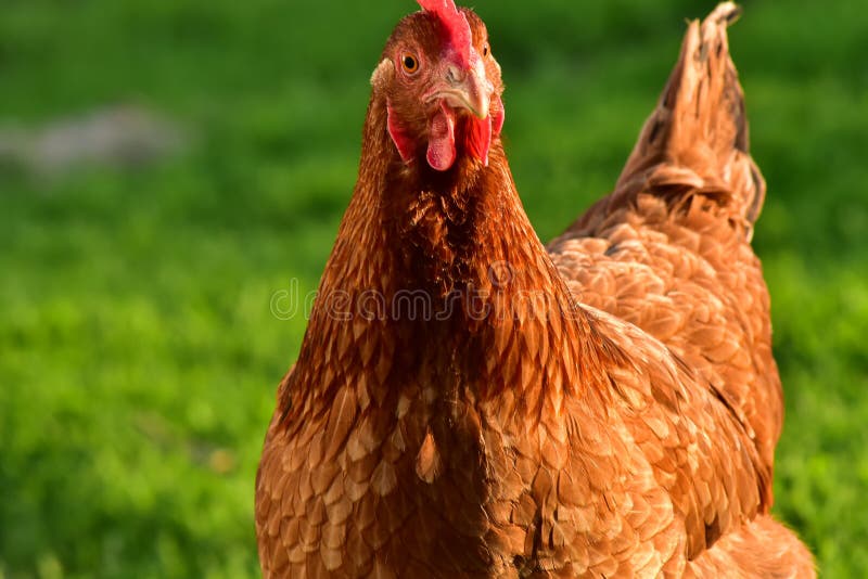 Hen crowing in the morning stock photo. Image of green - 247140470