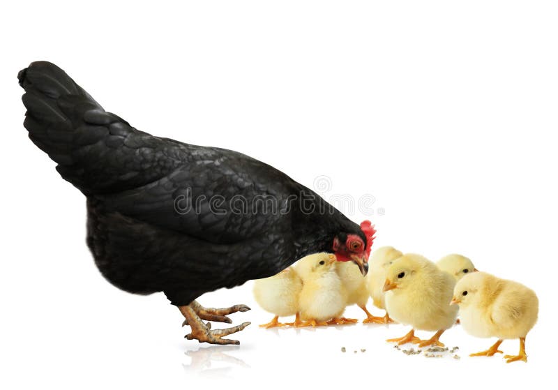 Two cute chickens stock photo. Image of birds, easter - 8803460