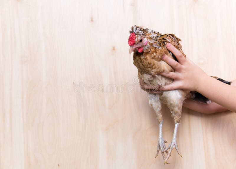 Hen Decorative in Children`s Hands Stock Photo - Image of cutlery, bird ...
