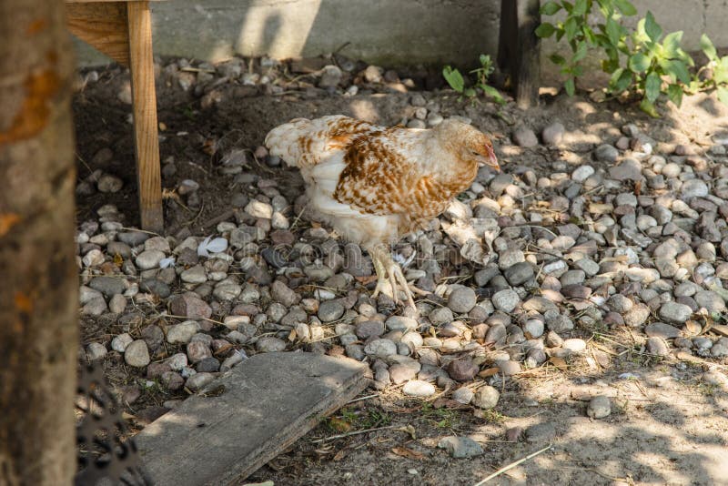 Hen Digs Its Claws in the Ground in Search of Food Stock Photo - Image ...