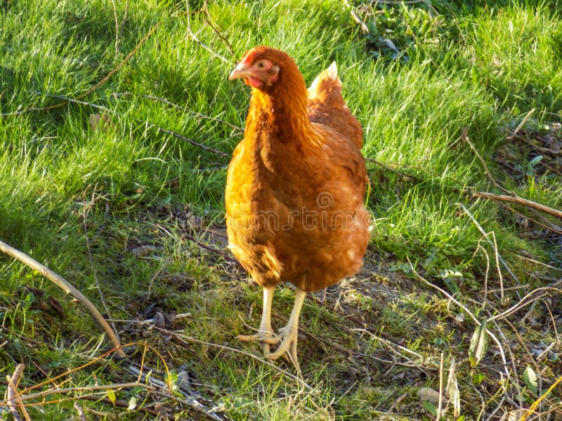 Hen and Domestic Breeding Rooster. Stock Photo - Image of rooster, farm ...