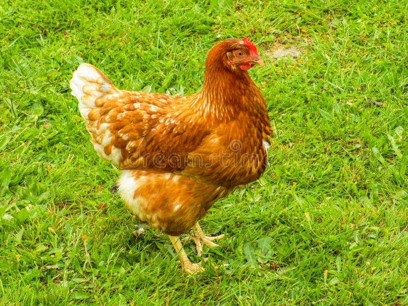 Hen and Domestic Breeding Rooster. Stock Image - Image of beak, slow ...