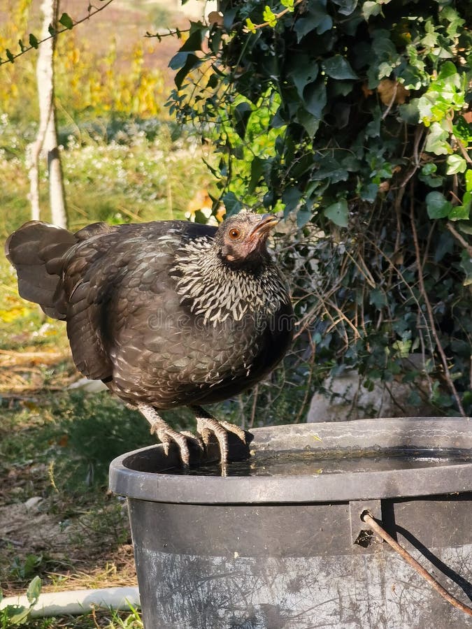 410 Hen Drinking Water Stock Photos - Free & Royalty-Free Stock Photos ...