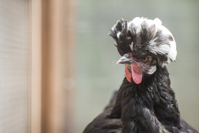 Hen of Dutch breed crested stock photo. Image of beautiful - 99439012