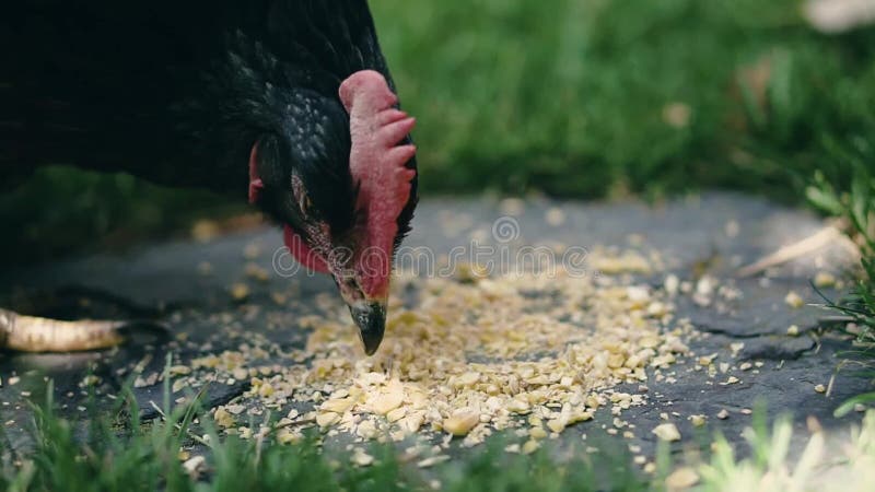Hen eating corn and grass stock footage. Video of farming - 152642444