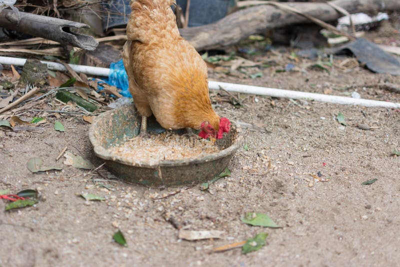 Hen eating food stock photo. Image of domestic, brown - 67698386
