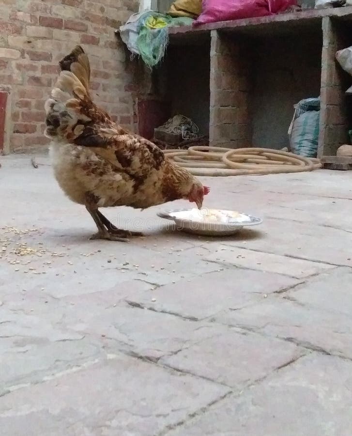 A hen is eating . stock image. Image of chicken, duck - 219713441