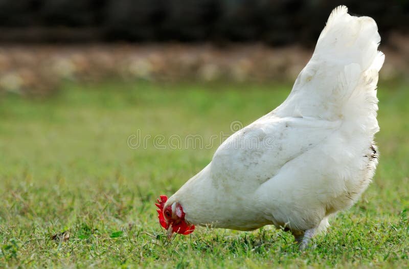 Hen stock image. Image of chick, cluck, bird, beak, dominant - 9760259