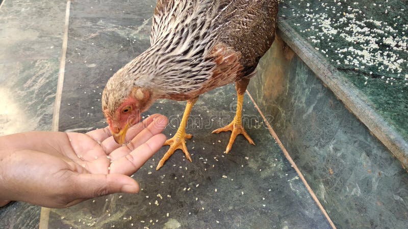 Hen eating rice stock photo. Image of eating, brown - 129493246