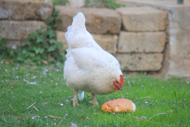 Hen Eating Some Bread in the Meadow Stock Photo - Image of animal ...