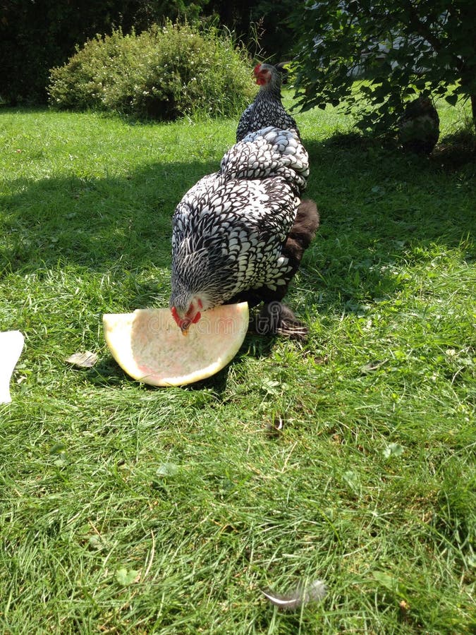 Hen Eating Watermelon stock photo. Image of cochin, grass - 43187510