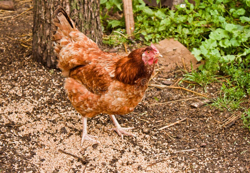 Hen eating wheat stock image. Image of animal, farming - 14226527