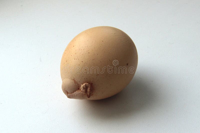 Egg Bulge Stock Photos - Free & Royalty-Free Stock Photos from Dreamstime