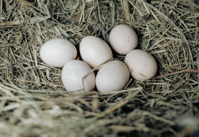 Hen eggs in a straw nest. stock photo. Image of close - 248304524