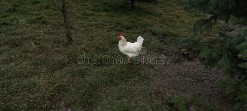 Hens Fair Farm Free Running Hen Stock Photo - Image of birds, eggs ...