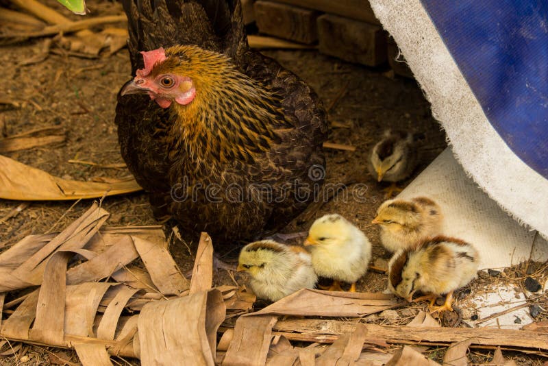 Hen, Family, Chicken, Chick from Countryside Stock Image - Image of ...