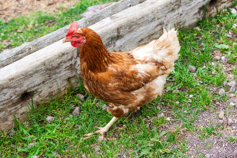 Hen is farm bird outdoor stock image. Image of clip - 305870967