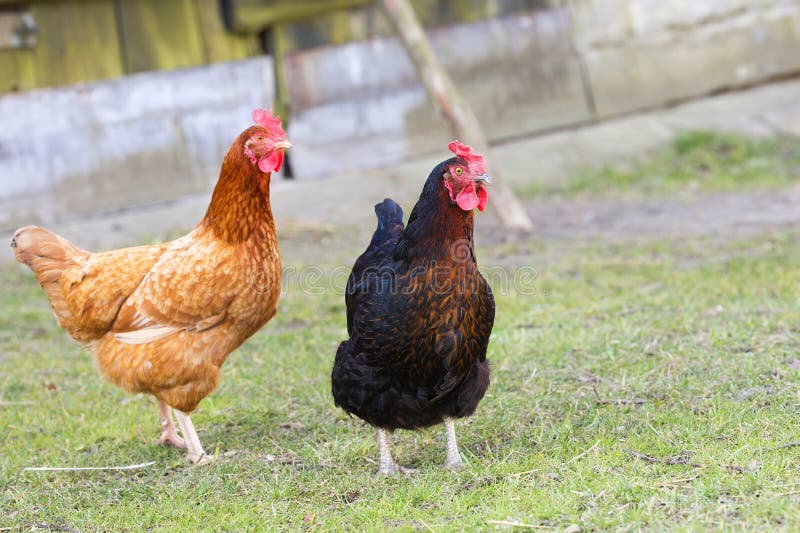 Hen on the farm stock image. Image of grass, henhouse - 44047677