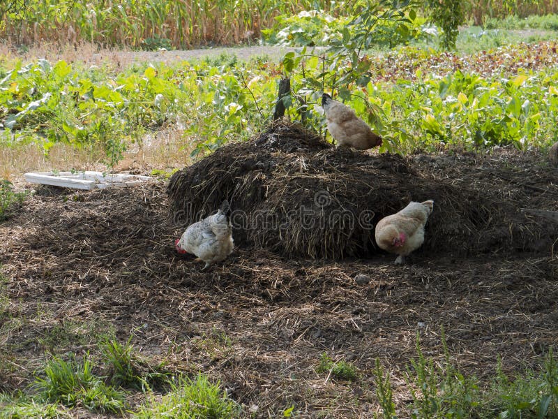 Hen stock image. Image of young, dung, dunghill, pets - 57861491