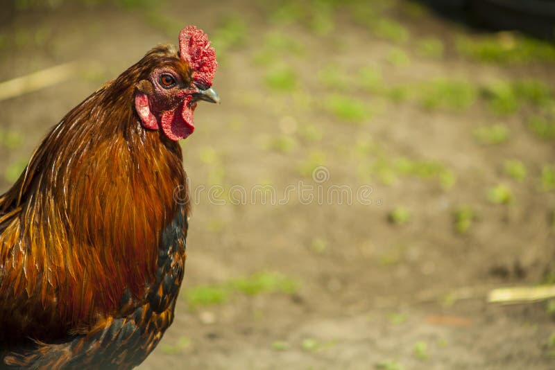 Hen in farm yard setting stock photo. Image of farm, right - 97681680