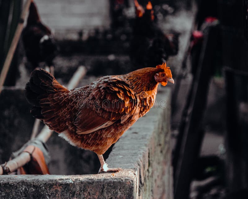 Hen farming in local stock photo. Image of poultry, fowl - 251852522