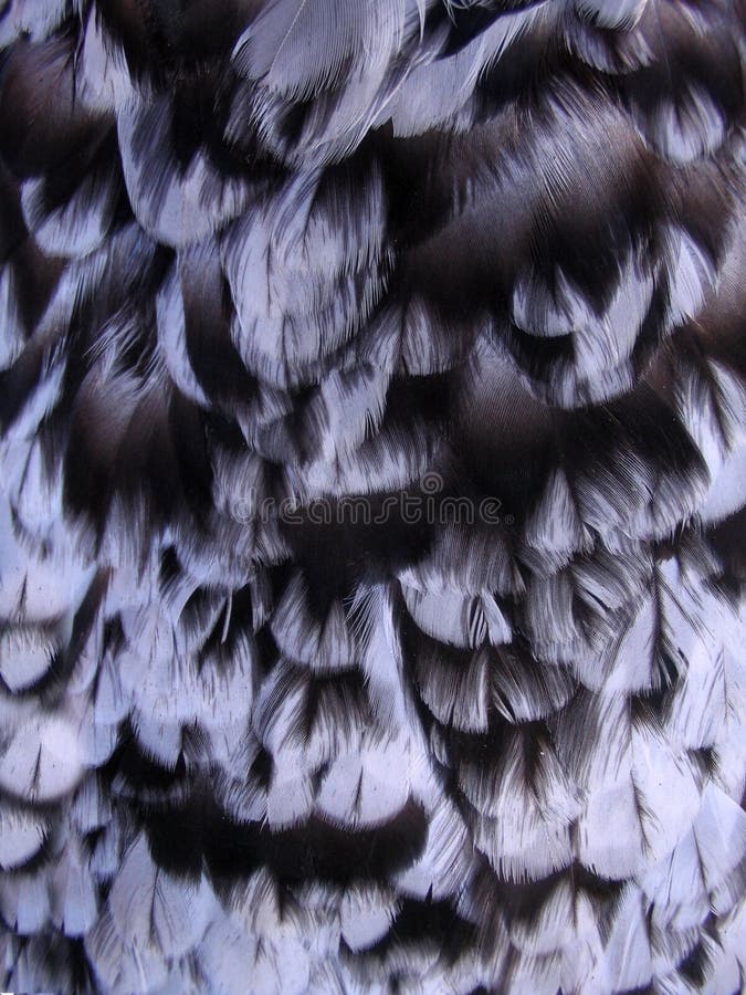 Hen feather stock image. Image of bird, texture, feathers - 2542831