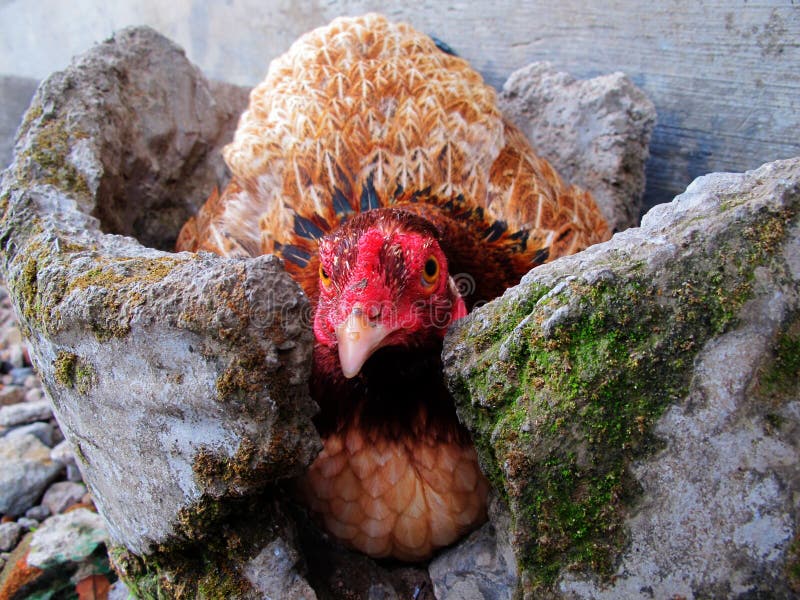 Hen or Female Domestic Chicken, Front View Stock Image - Image of ...