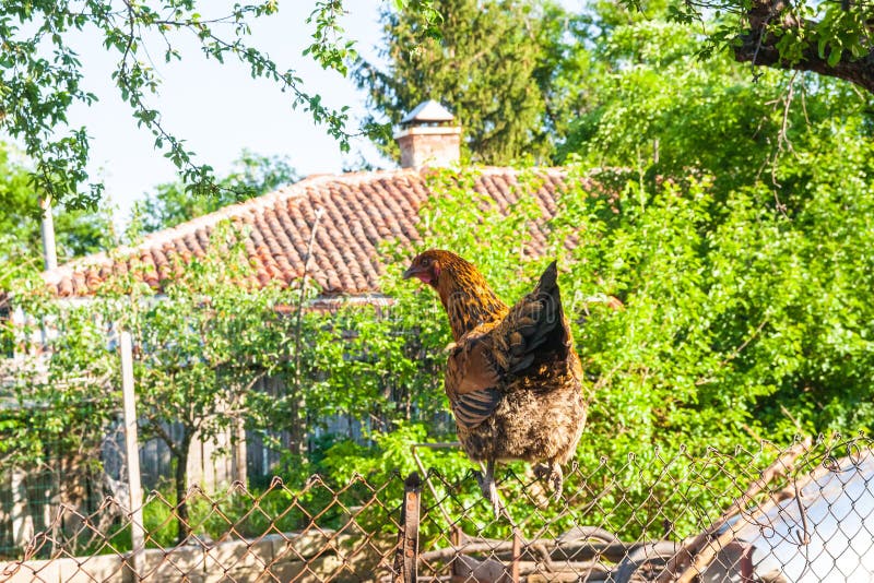 Hen on a Fence in a Farmyard Stock Image - Image of cockerel, feather ...