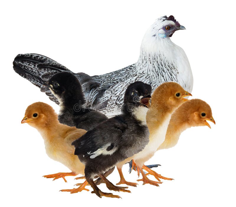 254 Five Chickens Stock Photos - Free & Royalty-Free Stock Photos from ...