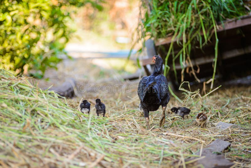 Hen and Flocks, Hen Chicks Flock Standing on the Ground, Flocks Stock ...