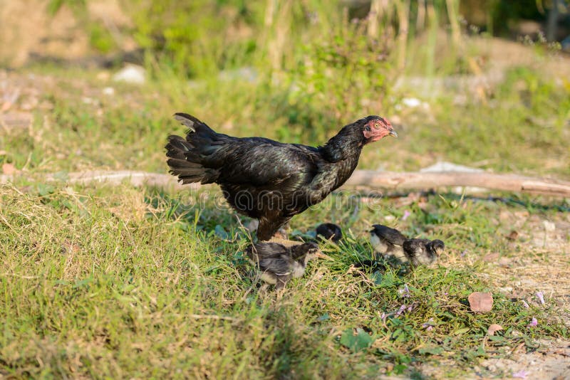 Hen and Flocks, Hen Chicks Flock Standing on the Ground, Flocks Stock ...