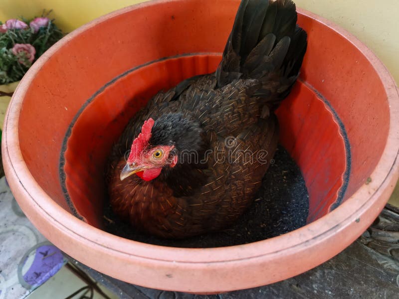 Hen in a Flower Pot stock photo. Image of plant, bird - 305731326