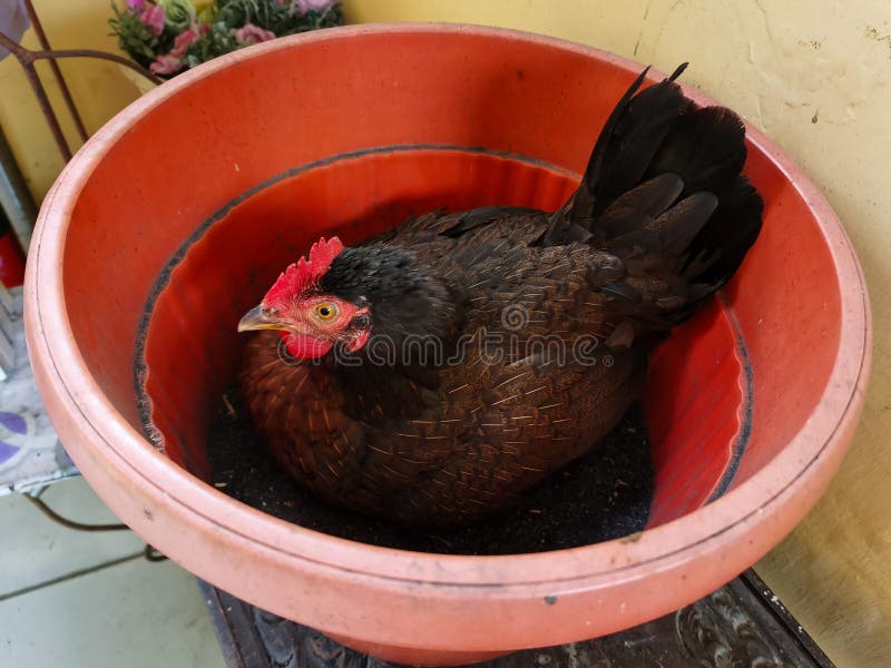 Hen in a Flower Pot stock image. Image of eggs, wildlife - 305731331