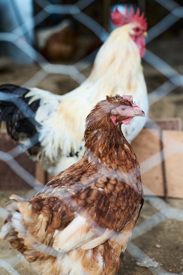 Hen in the Foreground with a White Rooster Behind Her with the Cage ...
