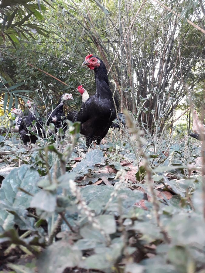 Hen in the forest stock image. Image of finch, blossom - 221017785
