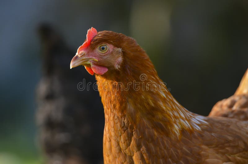 A hen - free breeding stock photo. Image of feathered - 80945976