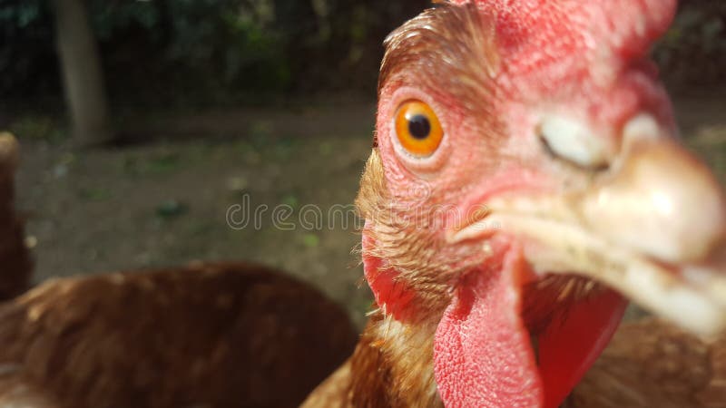 933 Chicken Head Side Stock Photos - Free & Royalty-Free Stock Photos ...