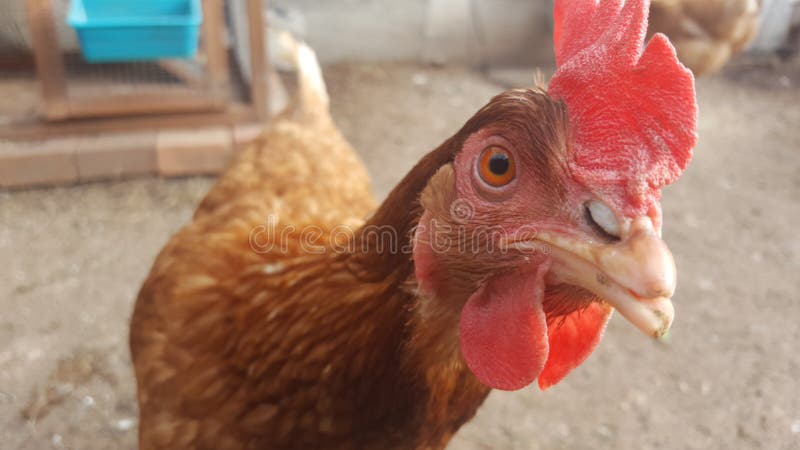 933 Chicken Head Side Stock Photos - Free & Royalty-Free Stock Photos ...