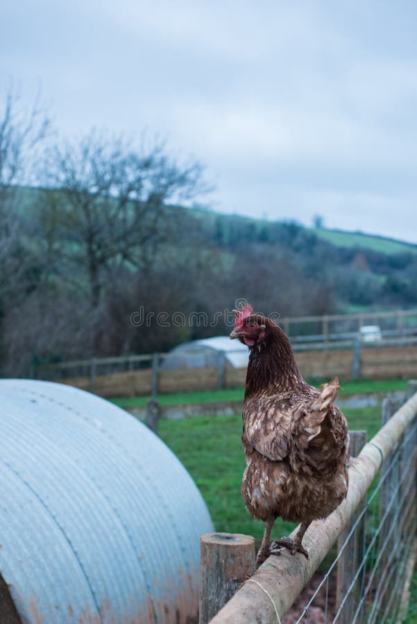 Hen stock image. Image of farm, bristol, trees, pirch - 95911607