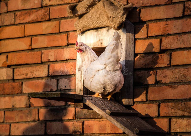 Hen in Front of Stable with Human Shadow Stock Image - Image of stable ...